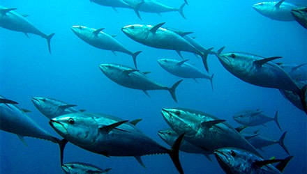 Atún: El pescado azul por excelencia