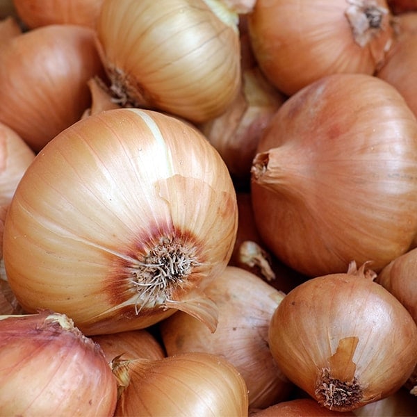 Comment cuisiner l'oignon