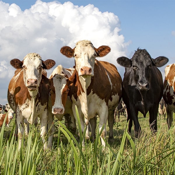 Charte Éleveur & engagé : soutenir l'élevage français | METRO