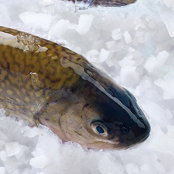 Grossiste poissons de mer : de l’océan à l’étal | METRO