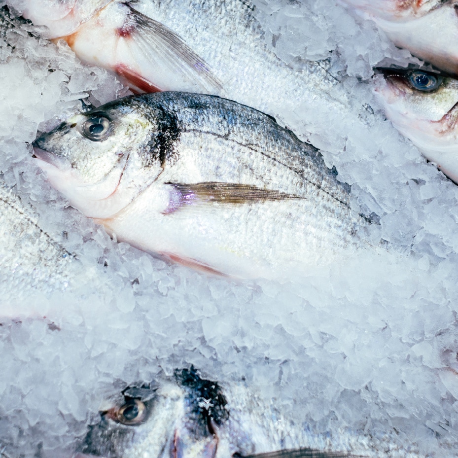 Pesce surgelato, crostacei, scampi, gamberi | METRO Italia