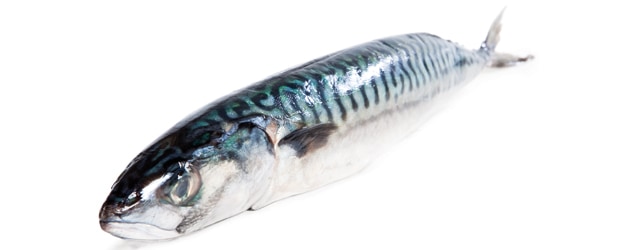 Makrela atlantická