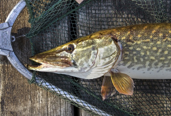 Річкова риба в METRO: купити свіжу річкову рибу в Україні. Ціна в ТЦ ...
