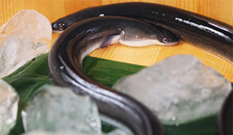 Frischen Aal kaufen: Ein köstlicher Edelfisch